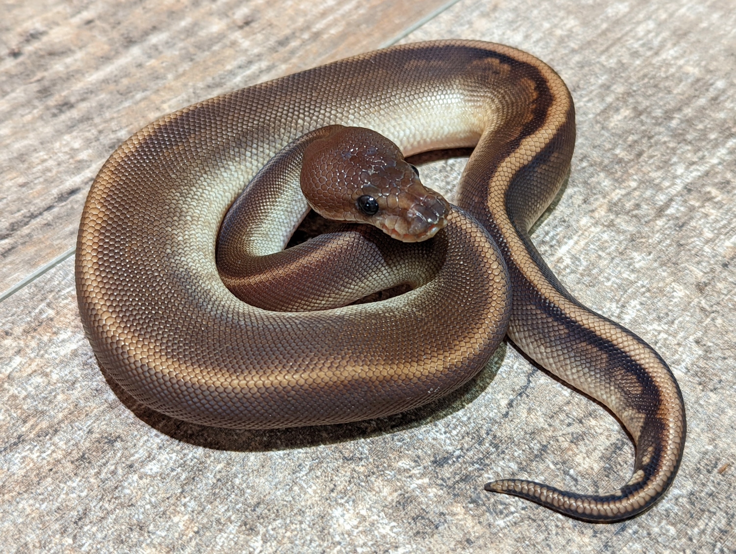 Black Pastel Mahogany Hidden Gene Woma 100% Het Clown Ball Python by ...