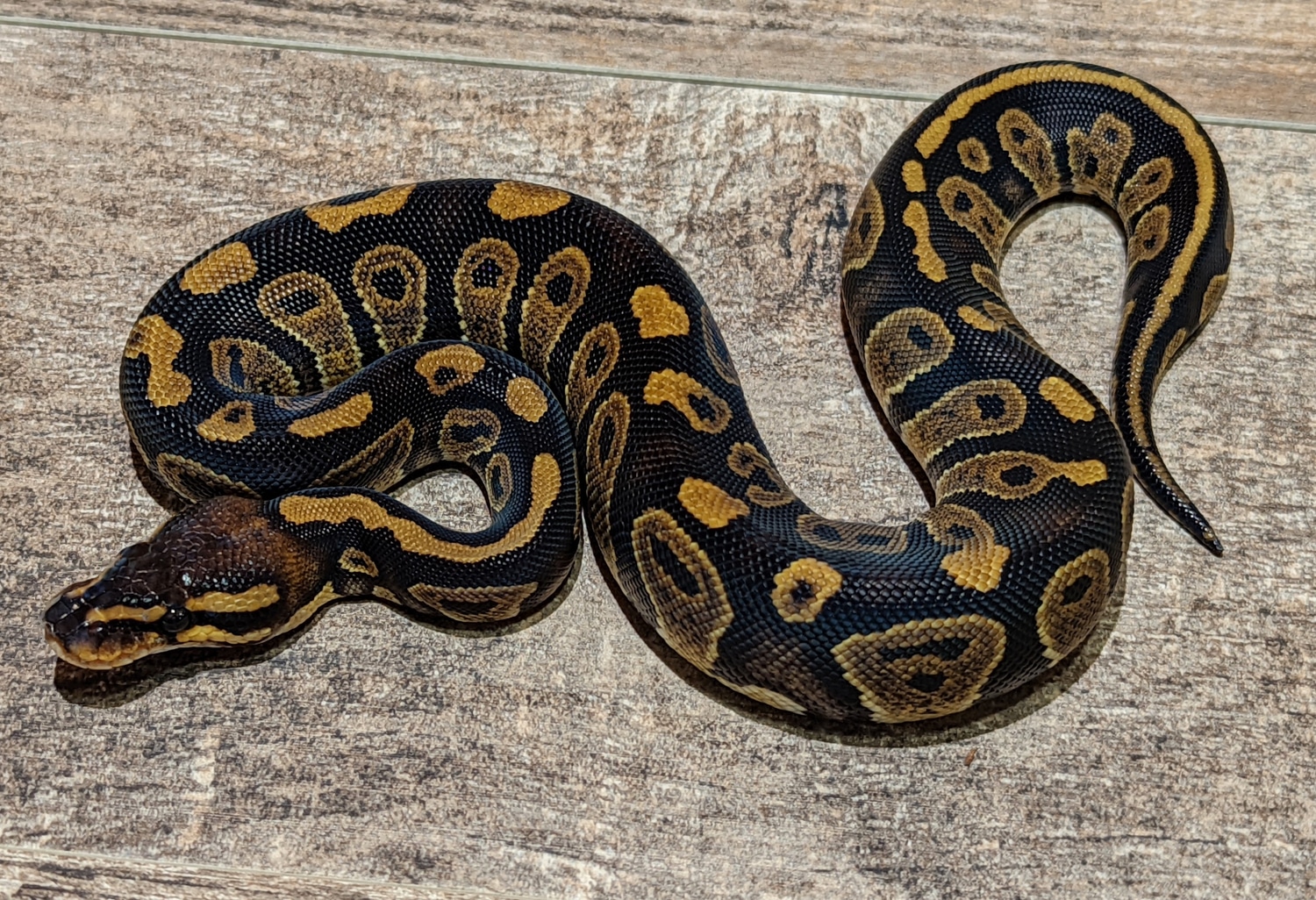 Chocolate Red Gene Trick Ball Python by Texas Scale - MorphMarket