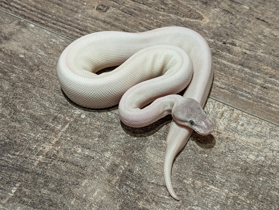 Super Mojave Ball Python by Texas Scale