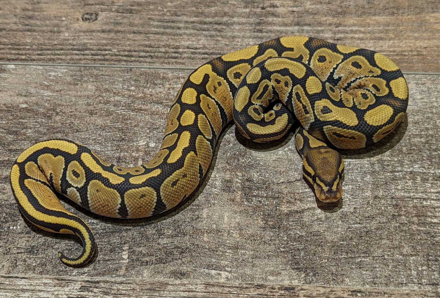 Hypo Ball Python by Texas Scale - MorphMarket