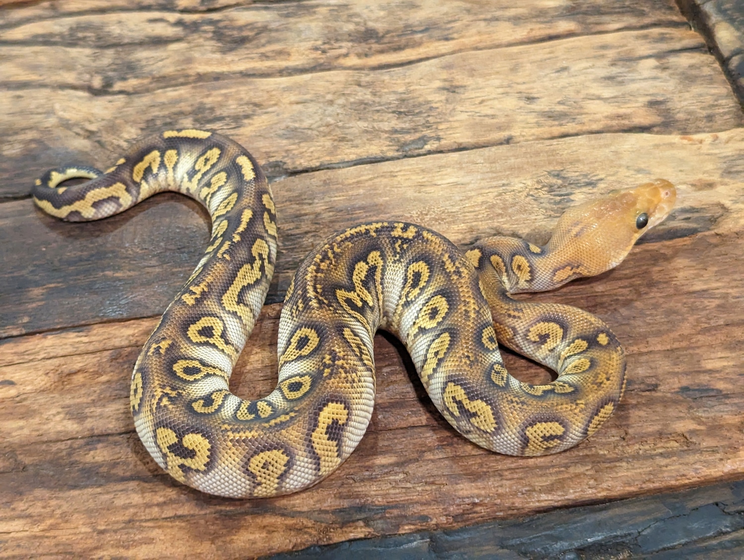 Phantom Stranger Clown 100% Het Hypo Ball Python by Texas Scale ...