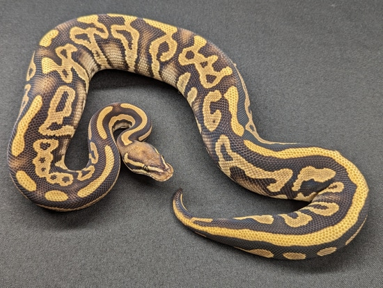 Phantom Leopard Goblin Ball Python by Texas Scale