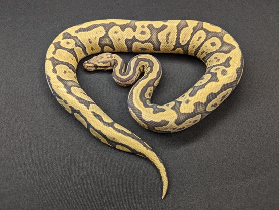 Pastel Acid Hypo Ball Python by Texas Scale