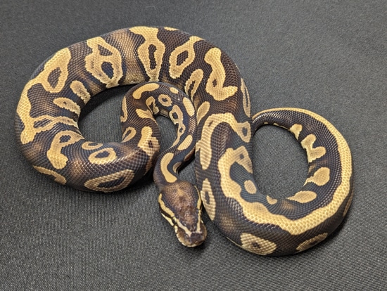 Phantom Leopard Het Hypo Ball Python by Texas Scale