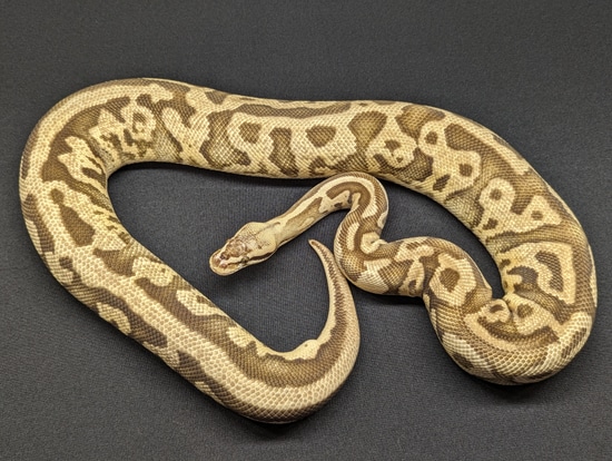 Leopard Firefly Ball Python by Texas Scale