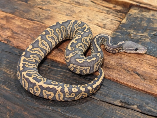 Acid Cinnamon Hypo Ball Python by Texas Scale
