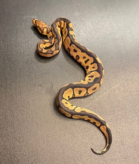 Clown Het Axanthic (VPI) Ball Python by CLE Snake Room