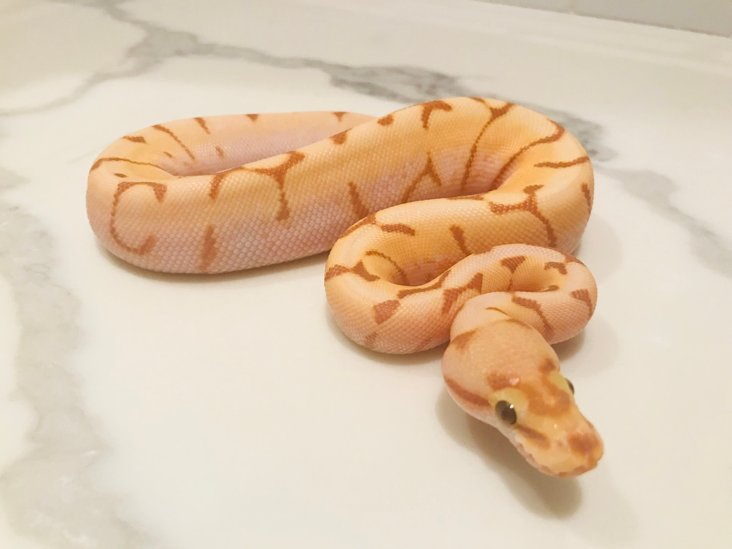 Ball Python Clutch: 102 by BrandonJames Ball Pythons - MorphMarket