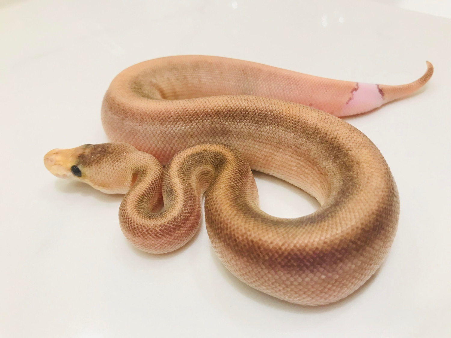 Cinnamon Champagne Ball Python by BrandonJames Ball Pythons - MorphMarket