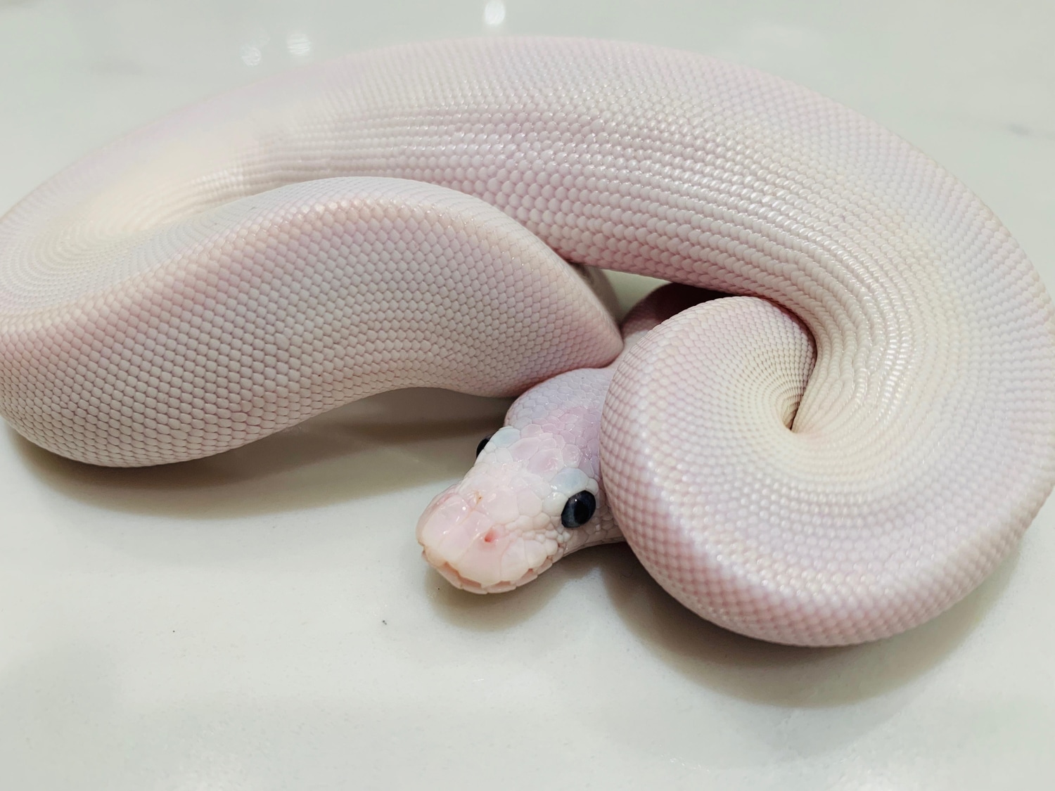 Blue Eyed Lucy Ball Python by BrandonJames Ball Pythons - MorphMarket