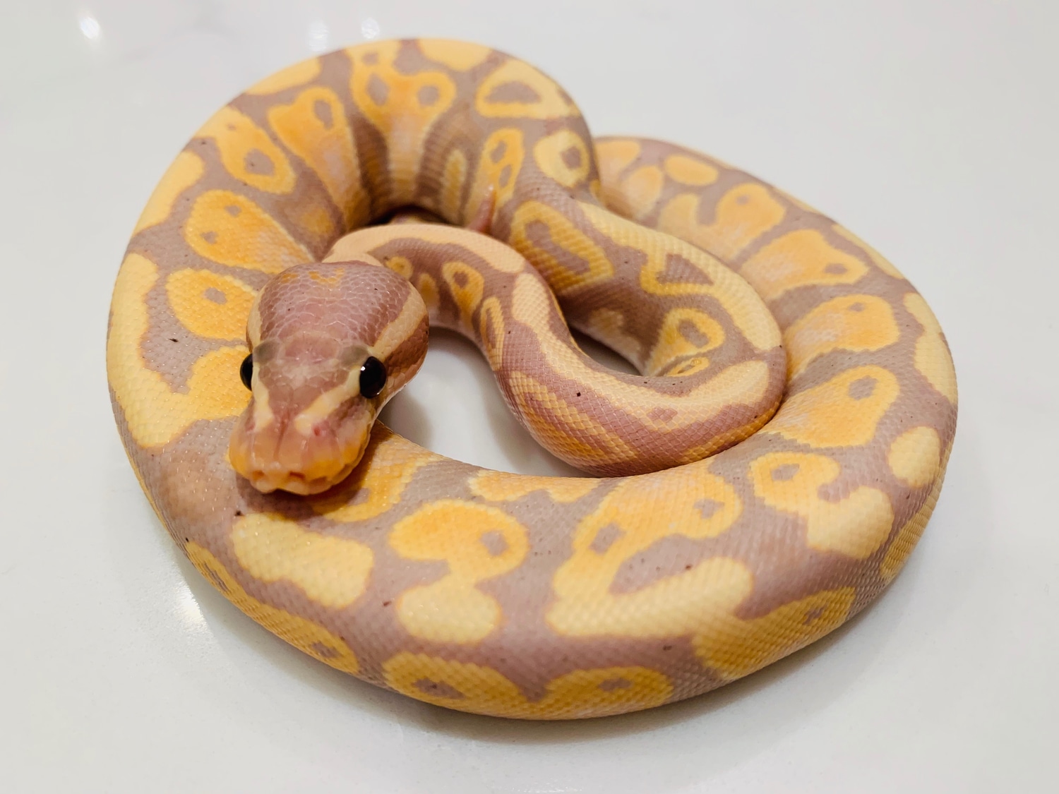 Banana Lesser Ball Python by BrandonJames Ball Pythons - MorphMarket