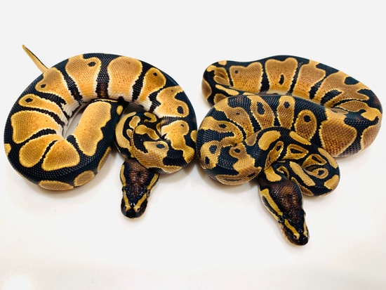 Het Pied Group Sale Ball Python by BrandonJames Ball Pythons