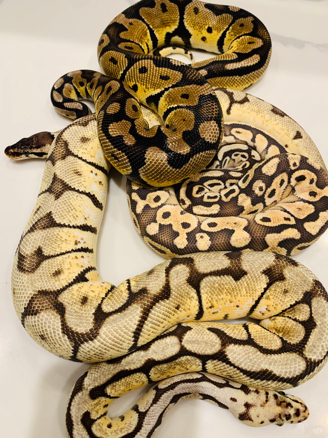 Group Ball Python by BrandonJames Ball Pythons - MorphMarket