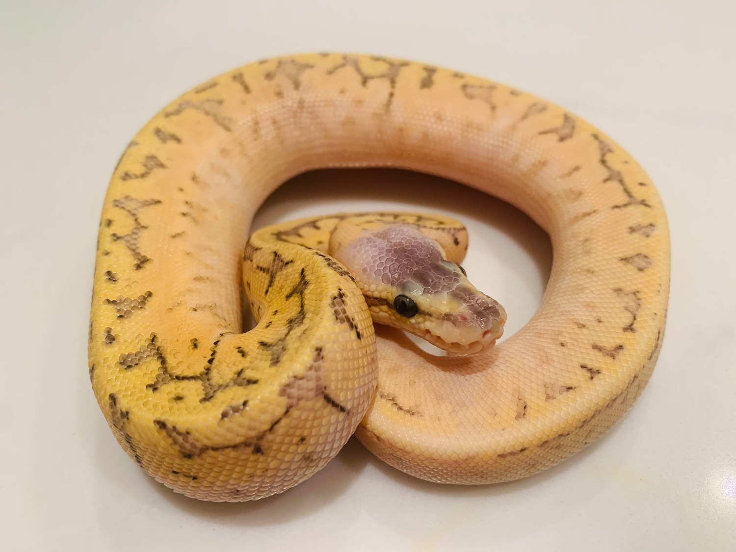 Calico Dragonfly Ball Python by BrandonJames Ball Pythons - MorphMarket