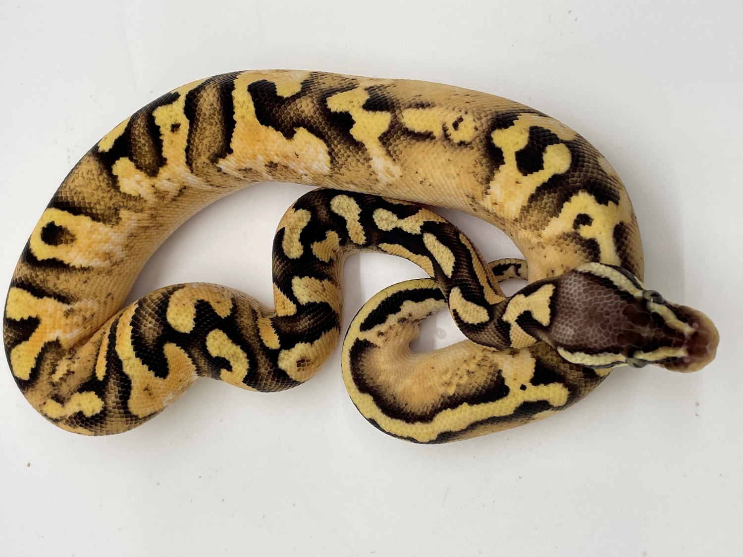 Pastel Fire Calico YELLOW BELLY Ball Python by BrandonJames Ball ...