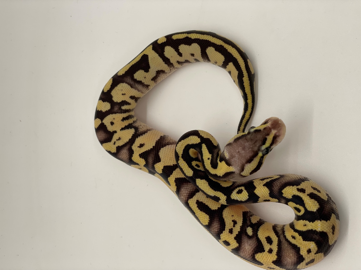 Super Pastel Fire Ball Python by BrandonJames Ball Pythons - MorphMarket