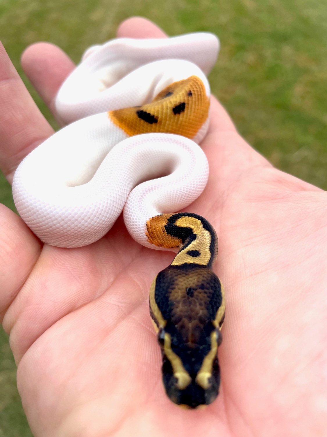 Orange Dream Pied Ball Python by BrandonJames Ball Pythons - MorphMarket