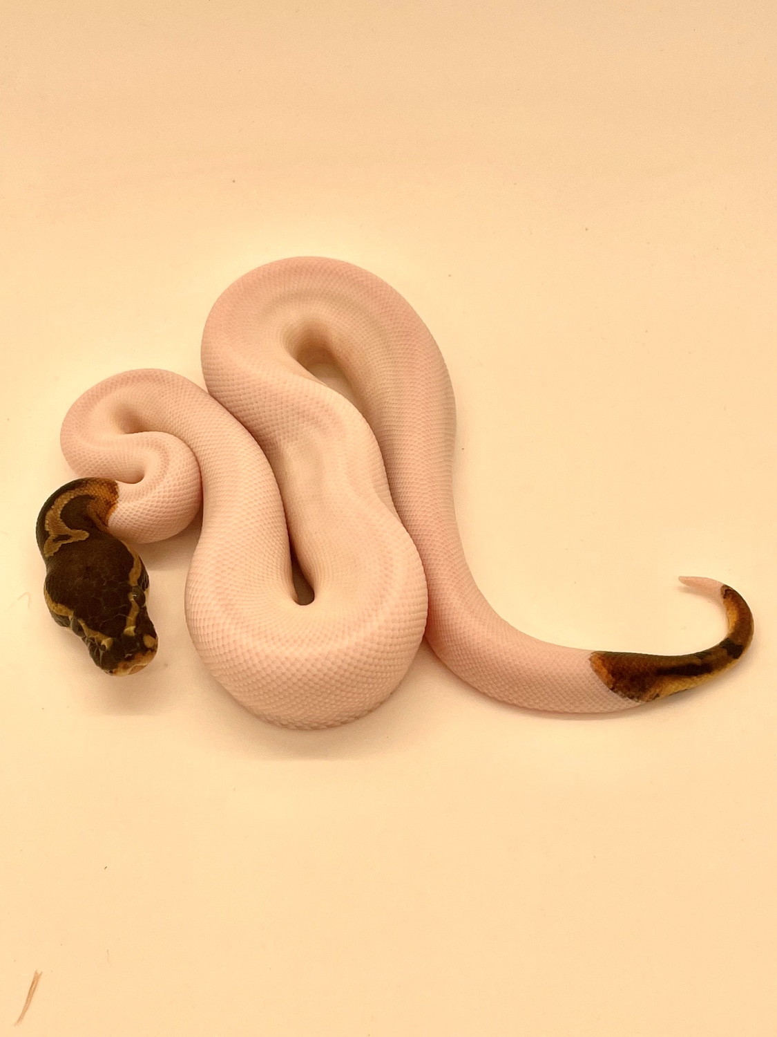 Pied 80g Ball Python by BrandonJames Ball Pythons - MorphMarket
