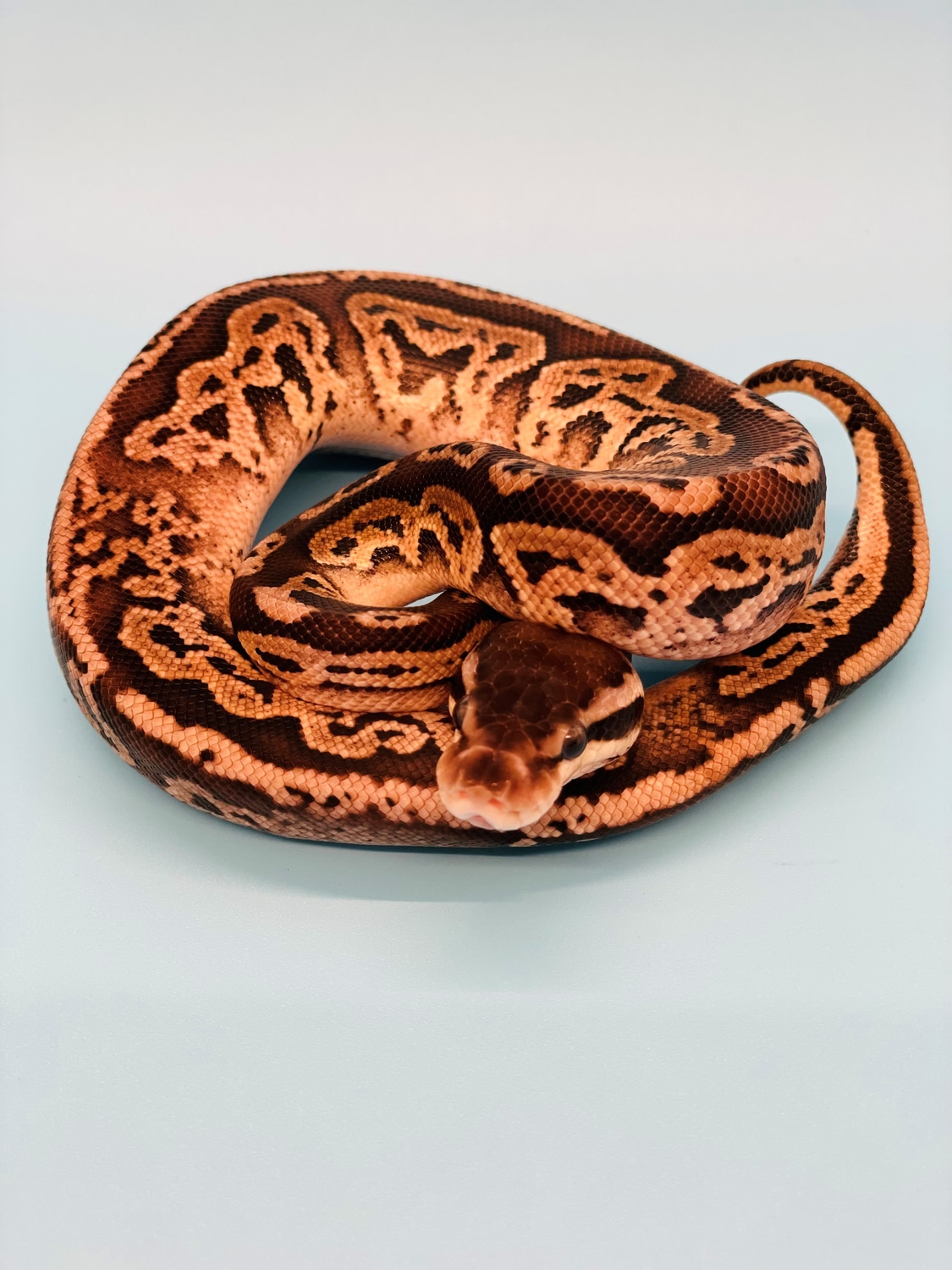 Black Pewter Ball Python by BrandonJames Ball Pythons - MorphMarket