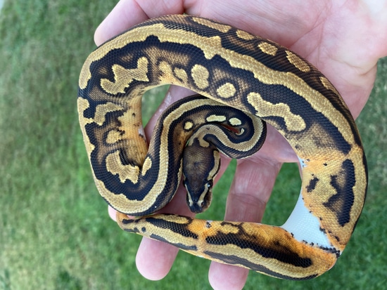 Pied Female Ball Python by BrandonJames Ball Pythons
