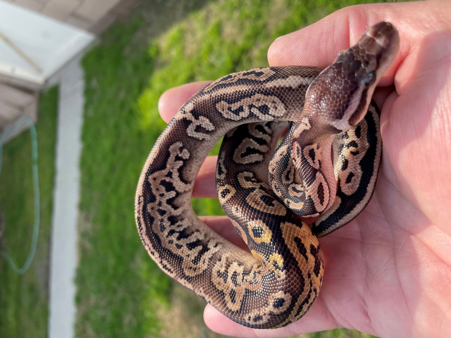 Black Pewter Ball Python by BrandonJames Ball Pythons - MorphMarket