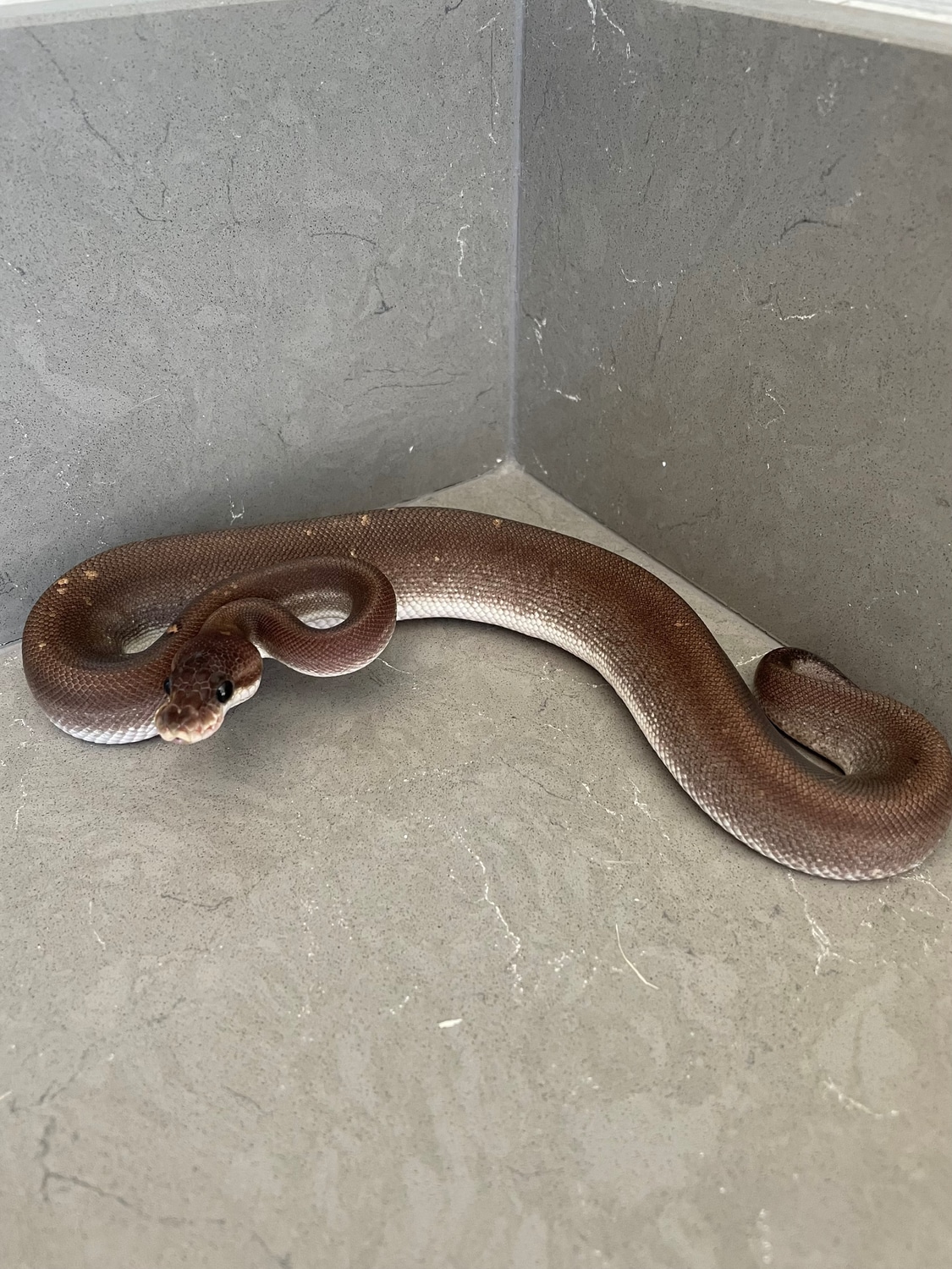 Super Cinnamon Ball Python by BrandonJames Ball Pythons - MorphMarket