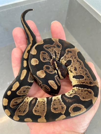 Yellow Belly Sable Ball Python by BrandonJames Ball Pythons