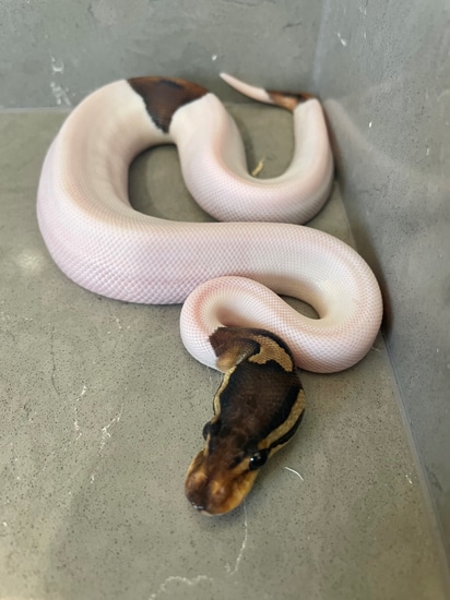 Cinnamon Pied Ball Python by BrandonJames Ball Pythons
