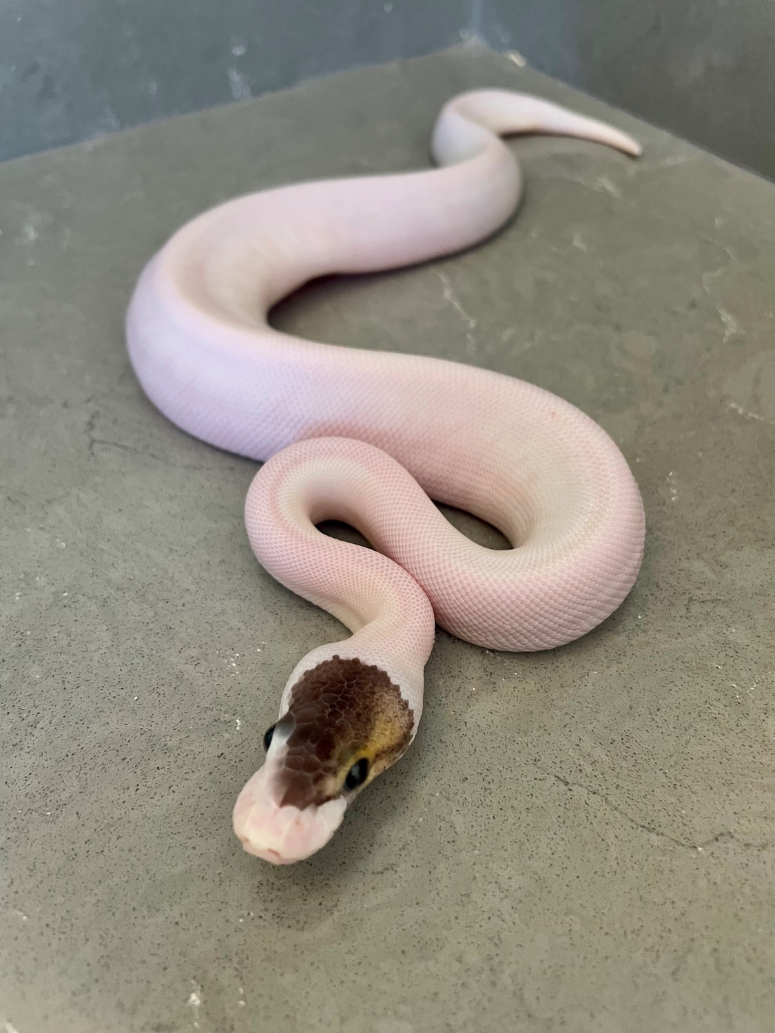 Cinnamon Pied Poss Fire 75g Ball Python by BrandonJames Ball Pythons ...