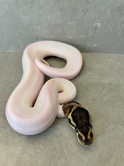 Pied Ball Python by BrandonJames Ball Pythons
