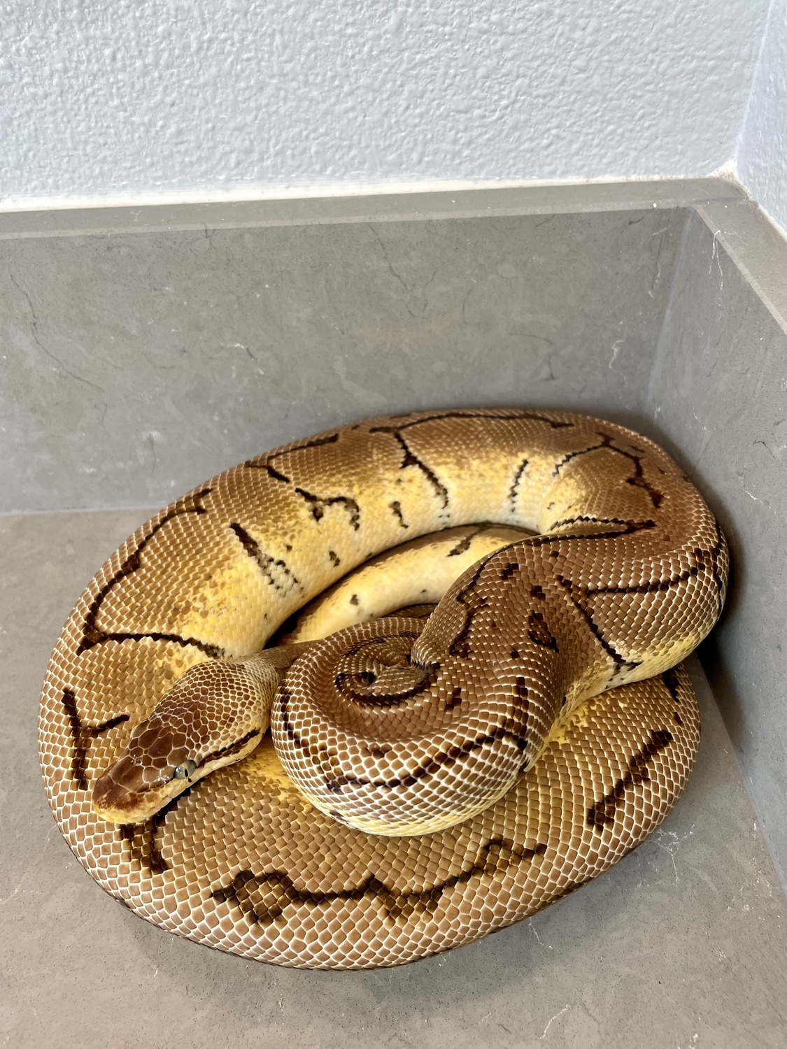 Lemon Blast Ball Python by BrandonJames Ball Pythons - MorphMarket