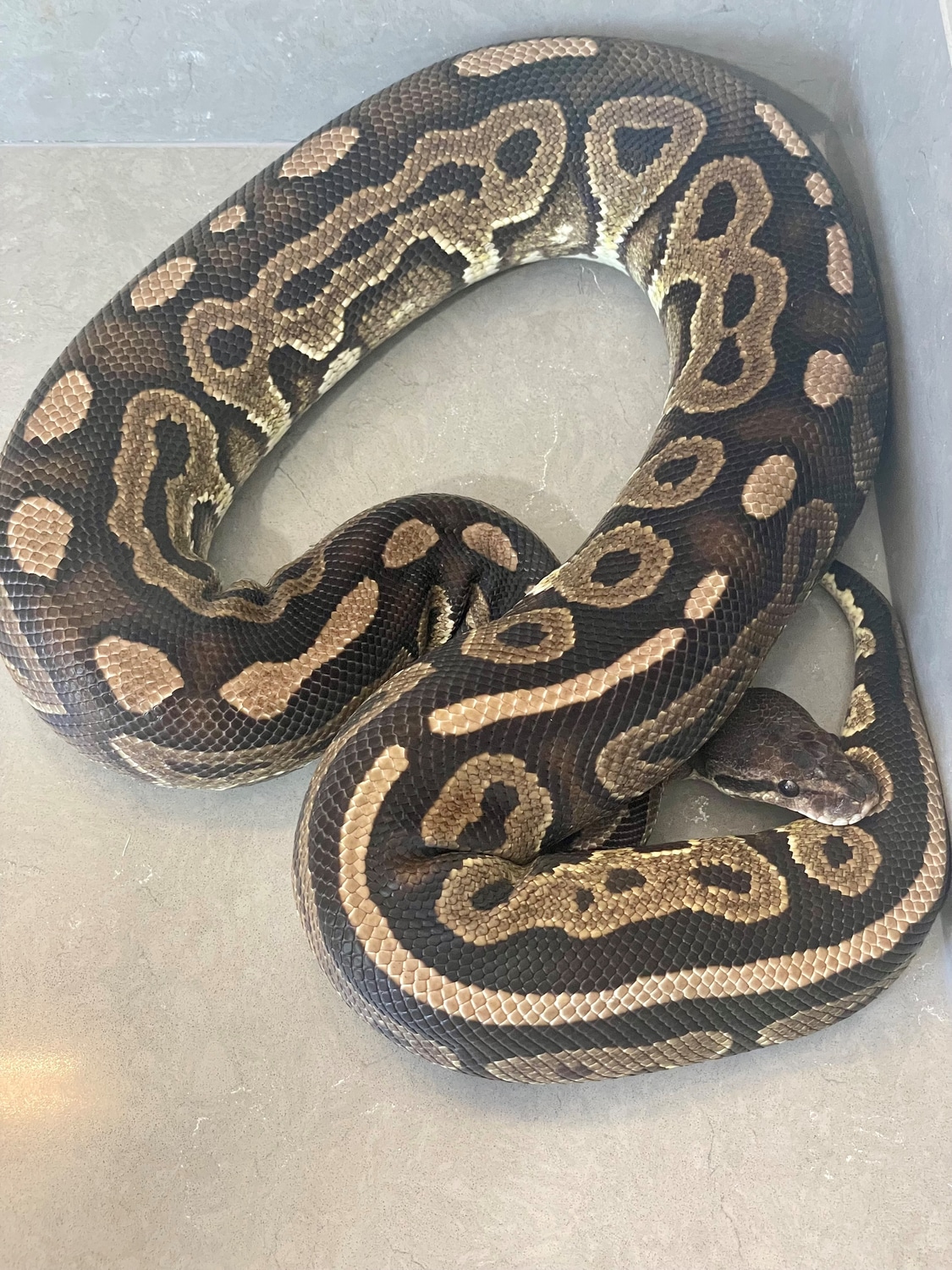 Cinnamon 2000g Ball Python by BrandonJames Ball Pythons - MorphMarket