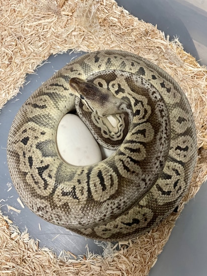 Silver Streak 1500g Ball Python by BrandonJames Ball Pythons