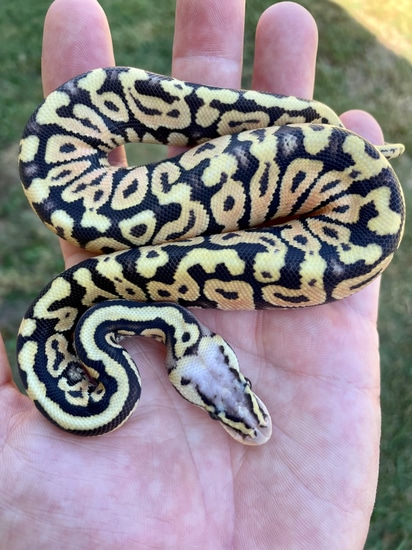 Super Pastel Spotnose Ball Python by BrandonJames Ball Pythons