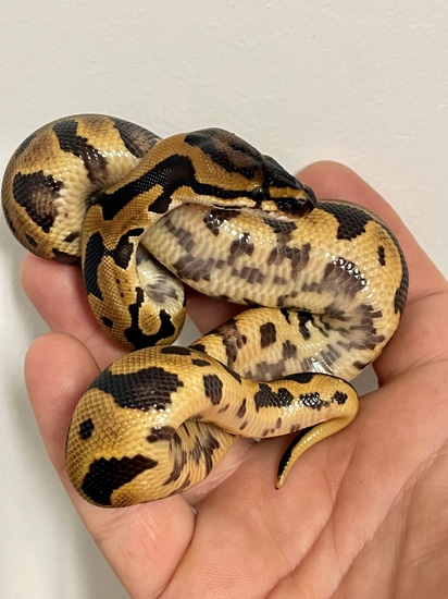 Leopard Het Clown Ball Python by BrandonJames Ball Pythons
