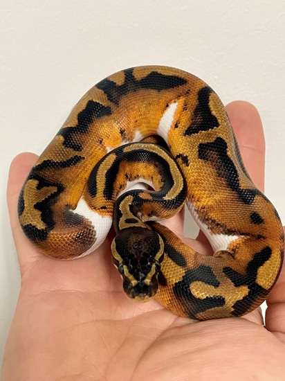 Pied Ball Python by BrandonJames Ball Pythons