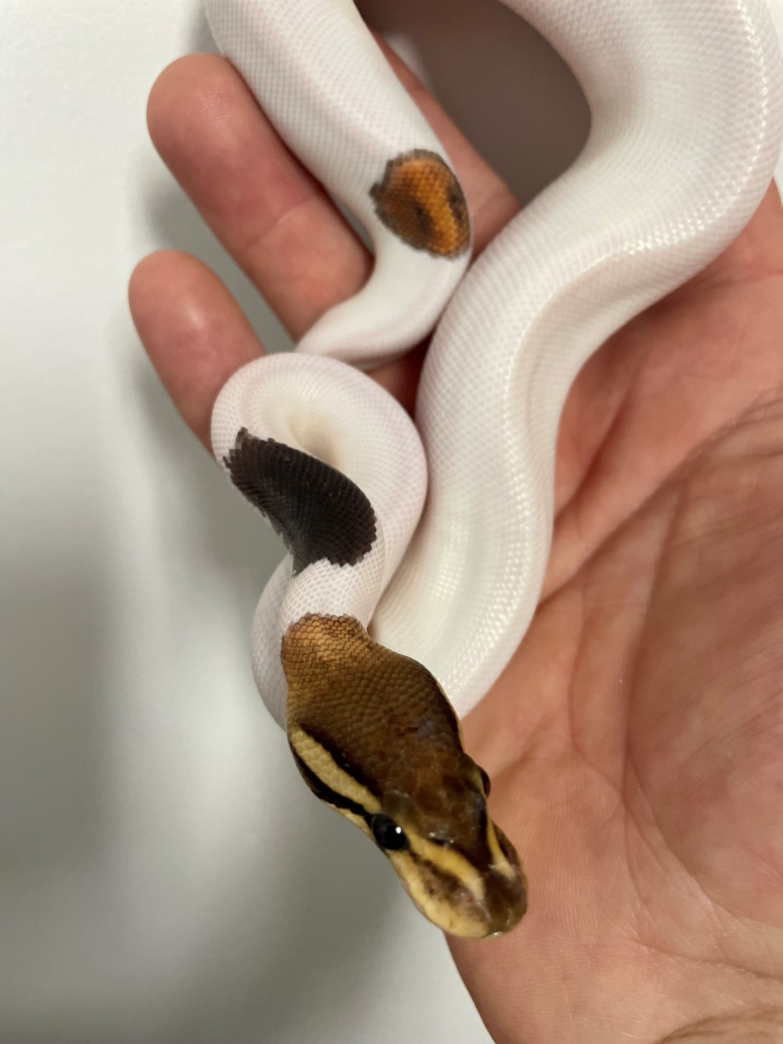 Cinnamon Fire Black Paradox Ball Python by BrandonJames Ball Pythons ...