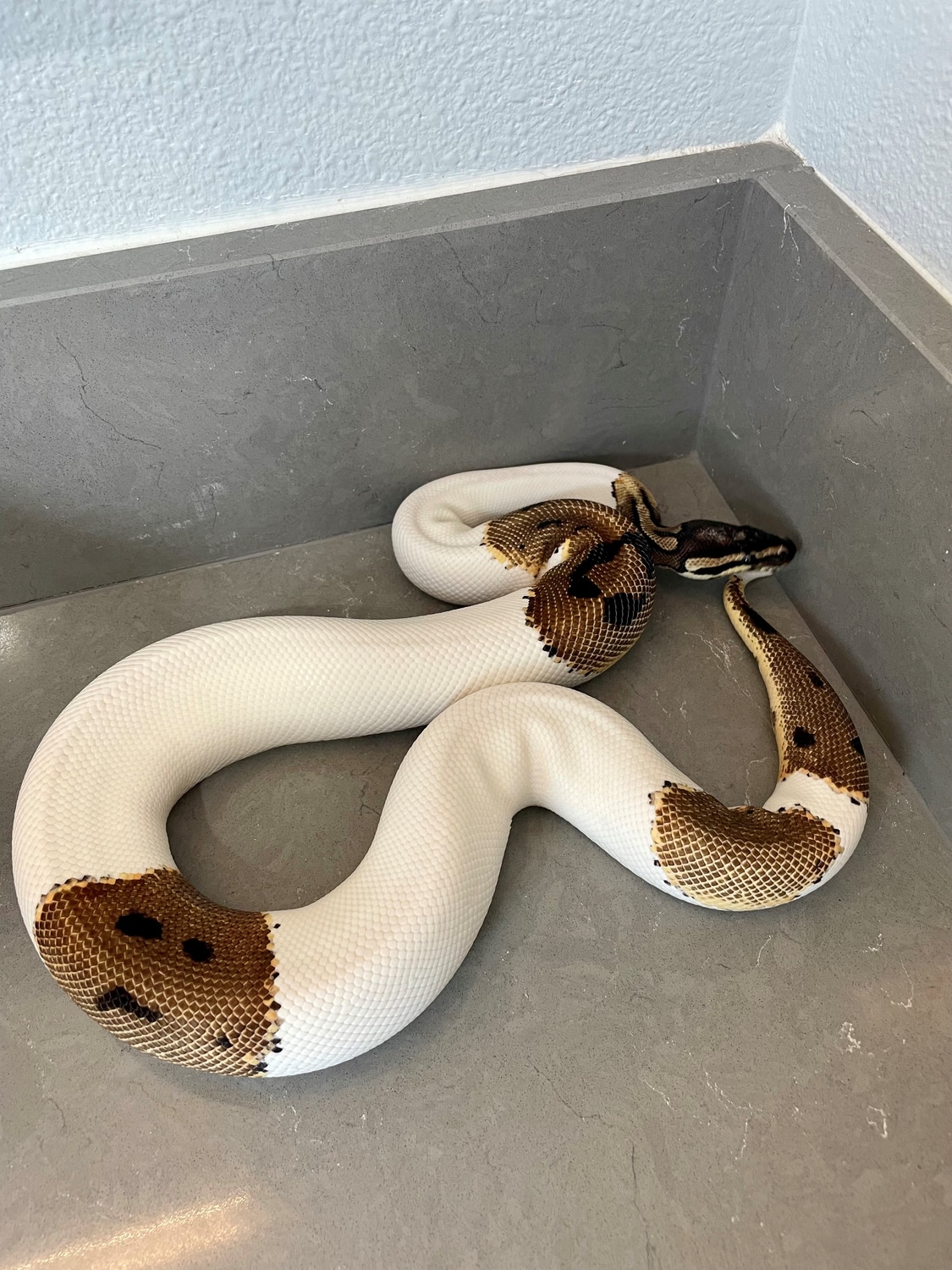 Orange Dream Pied Ball Python by BrandonJames Ball Pythons - MorphMarket