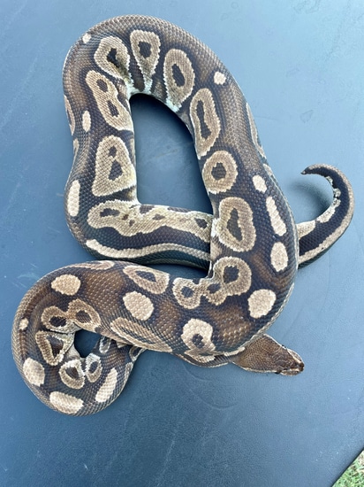 Cinnamon Ball Python by BrandonJames Ball Pythons