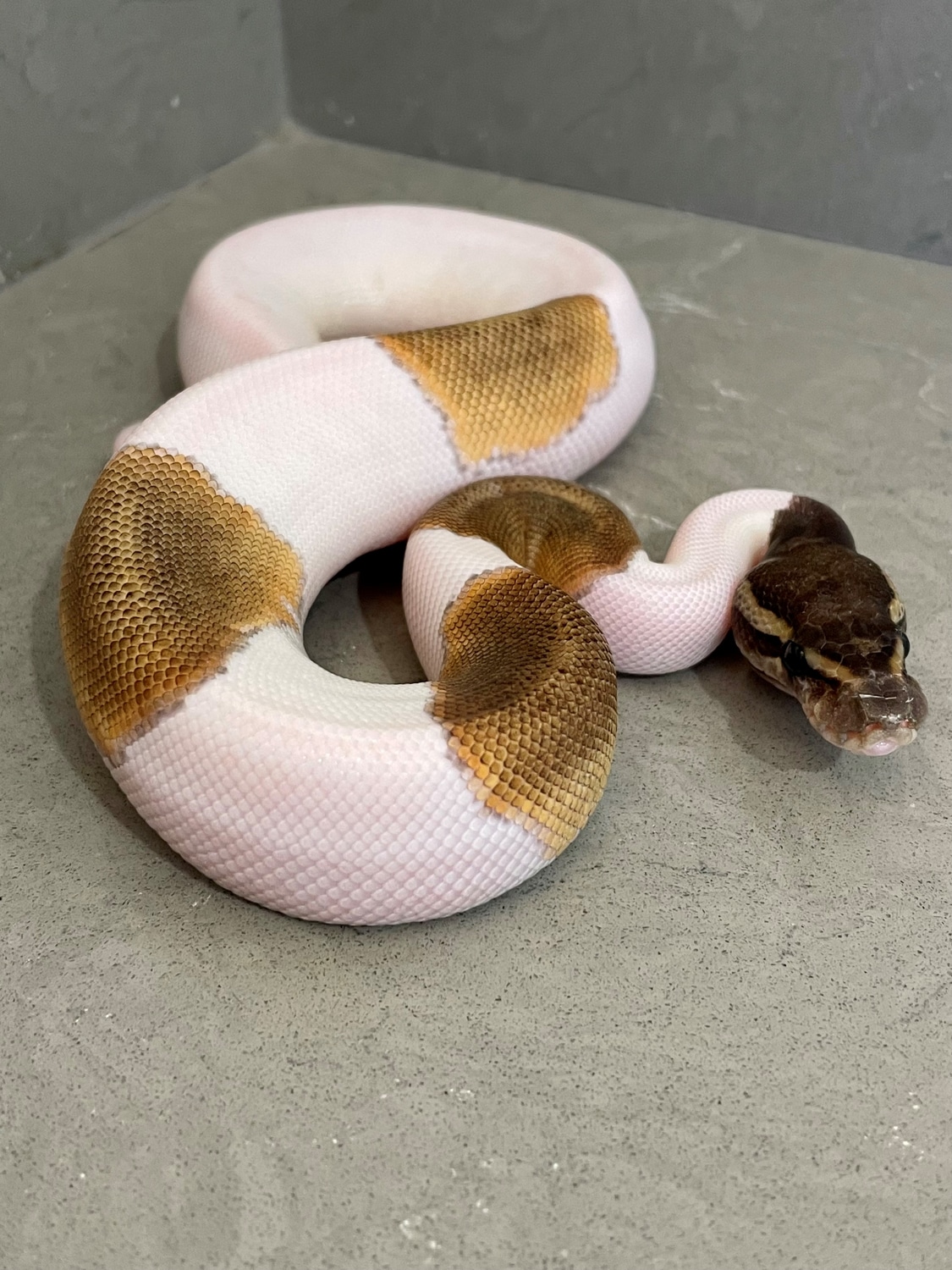 Mojave 106g Ball Python by BrandonJames Ball Pythons - MorphMarket