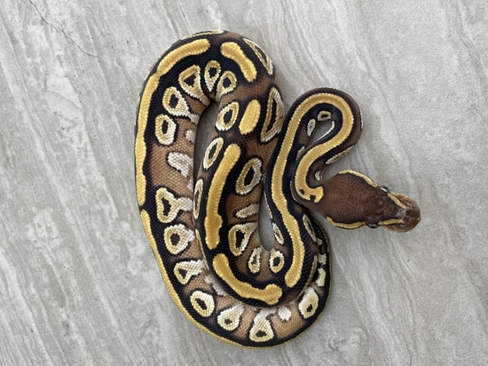 Mojave Het Pied Ball Python by BrandonJames Ball Pythons