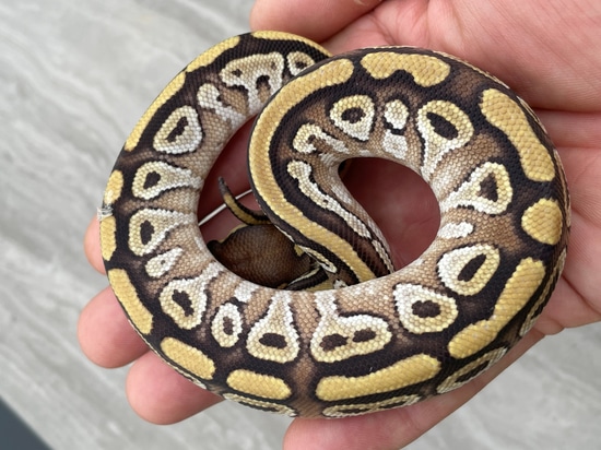 Mojave Het Pied Ball Python by BrandonJames Ball Pythons