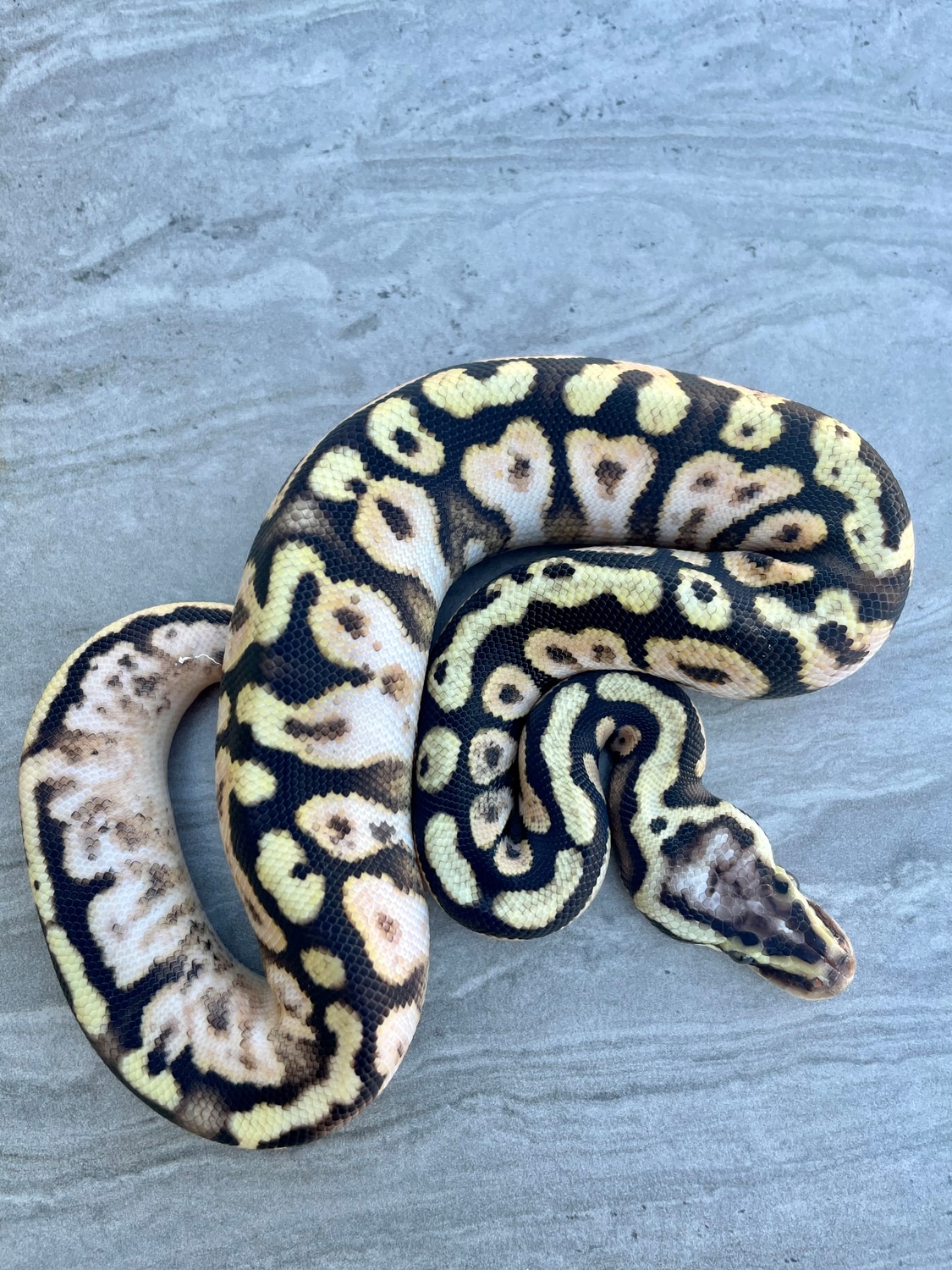 Spotnose Pastel Calico Ball Python by BrandonJames Ball Pythons ...