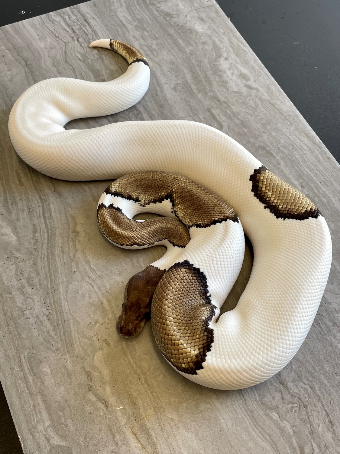 Mojave Pied Ball Python by BrandonJames Ball Pythons - MorphMarket