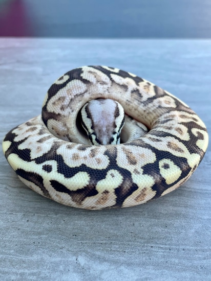 Super Pastel Spotnose Ball Python by BrandonJames Ball Pythons