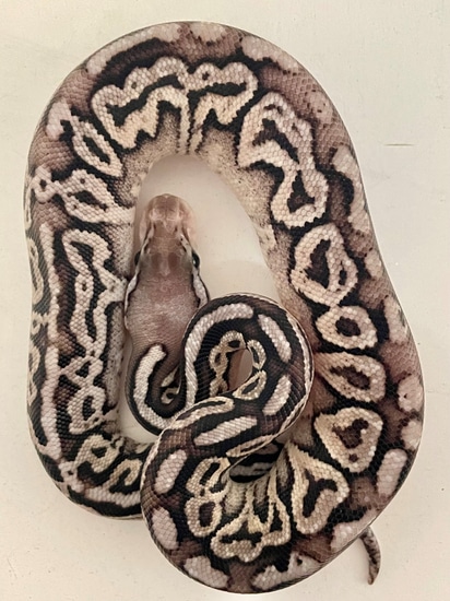Pewter Ball Python by BrandonJames Ball Pythons