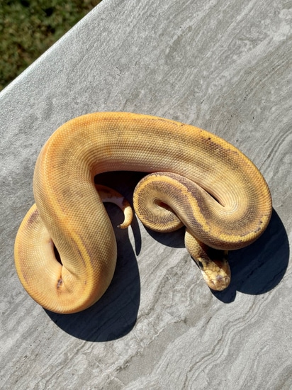 Champagne 90g Ball Python by BrandonJames Ball Pythons
