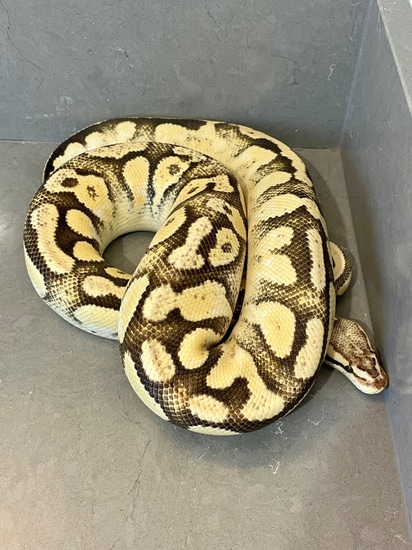 Pastel Fire Calico Ball Python by BrandonJames Ball Pythons