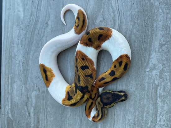 Orange Dream Pied Ball Python by BrandonJames Ball Pythons