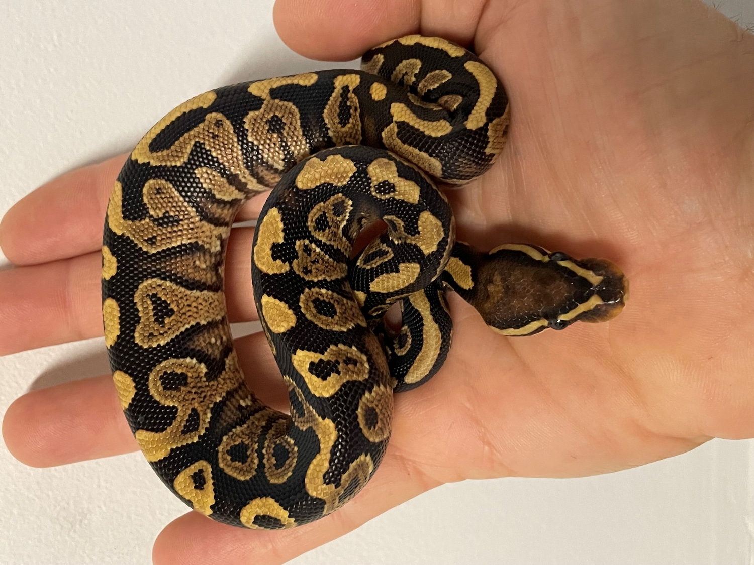 Yellow Belly Poss Het Ghost Ball Python by BrandonJames Ball Pythons ...